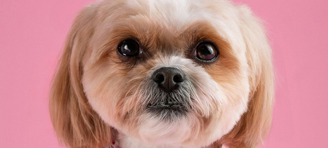 Amy's Canine Kindergarten - Virtual Training