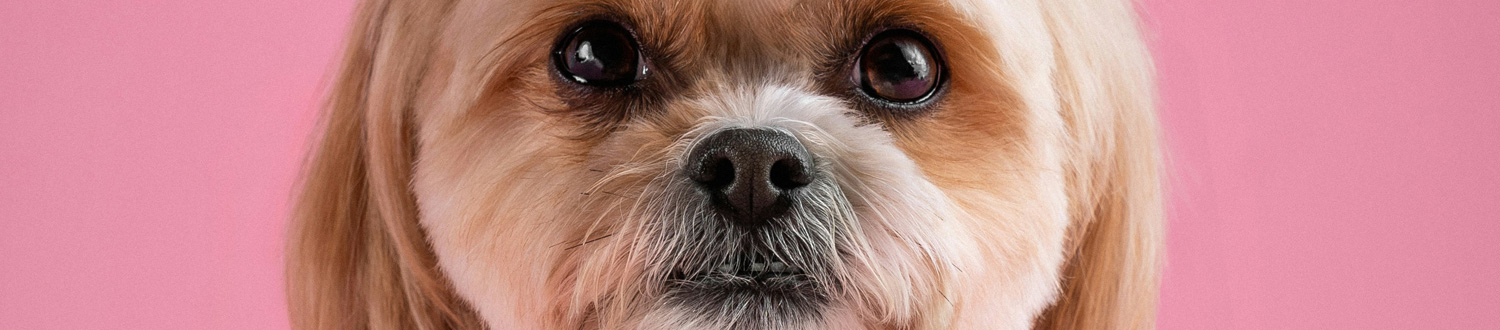 Amy's Canine Kindergarten - Virtual Training