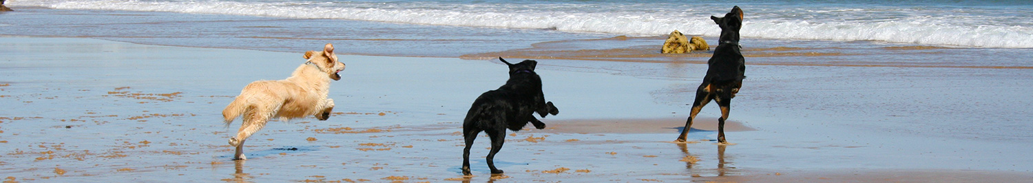 Amy's Canine Kindergarten - Blog